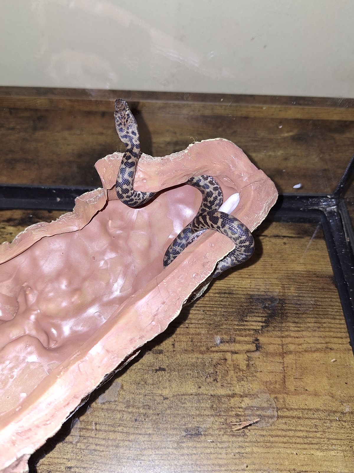 spotted childrens python | Reptiles & Amphibians | Gumtree Australia ...