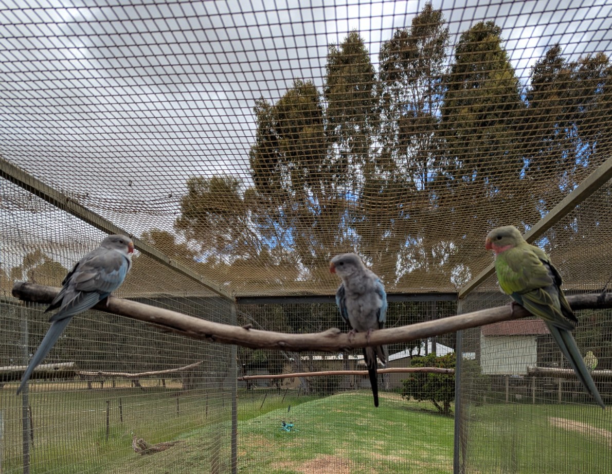 Princess parrot | Birds | Gumtree Australia Waroona Area - Waroona ...