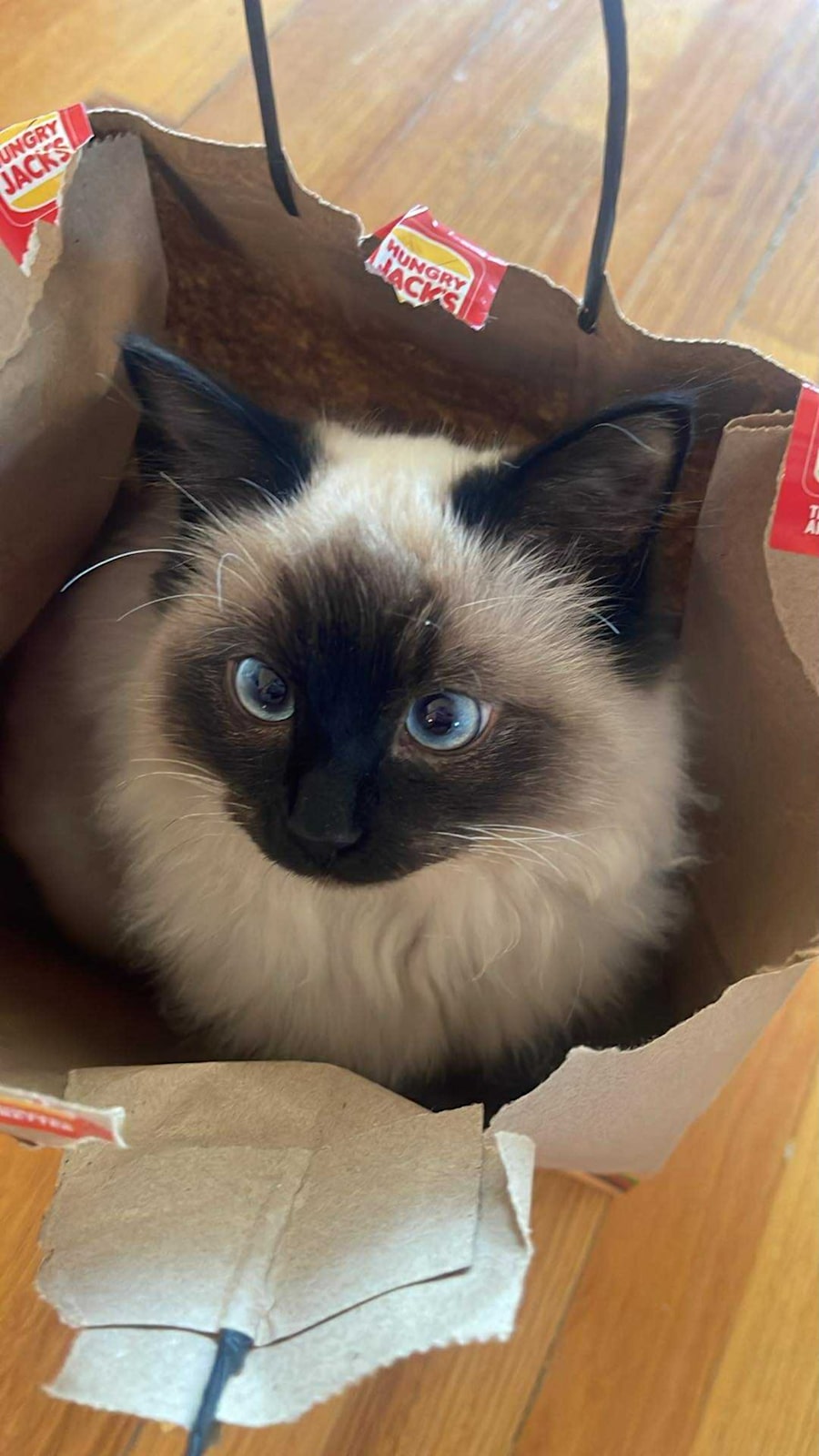 Ragdoll kitten male | Cats & Kittens | Gumtree Australia Hume Area ...