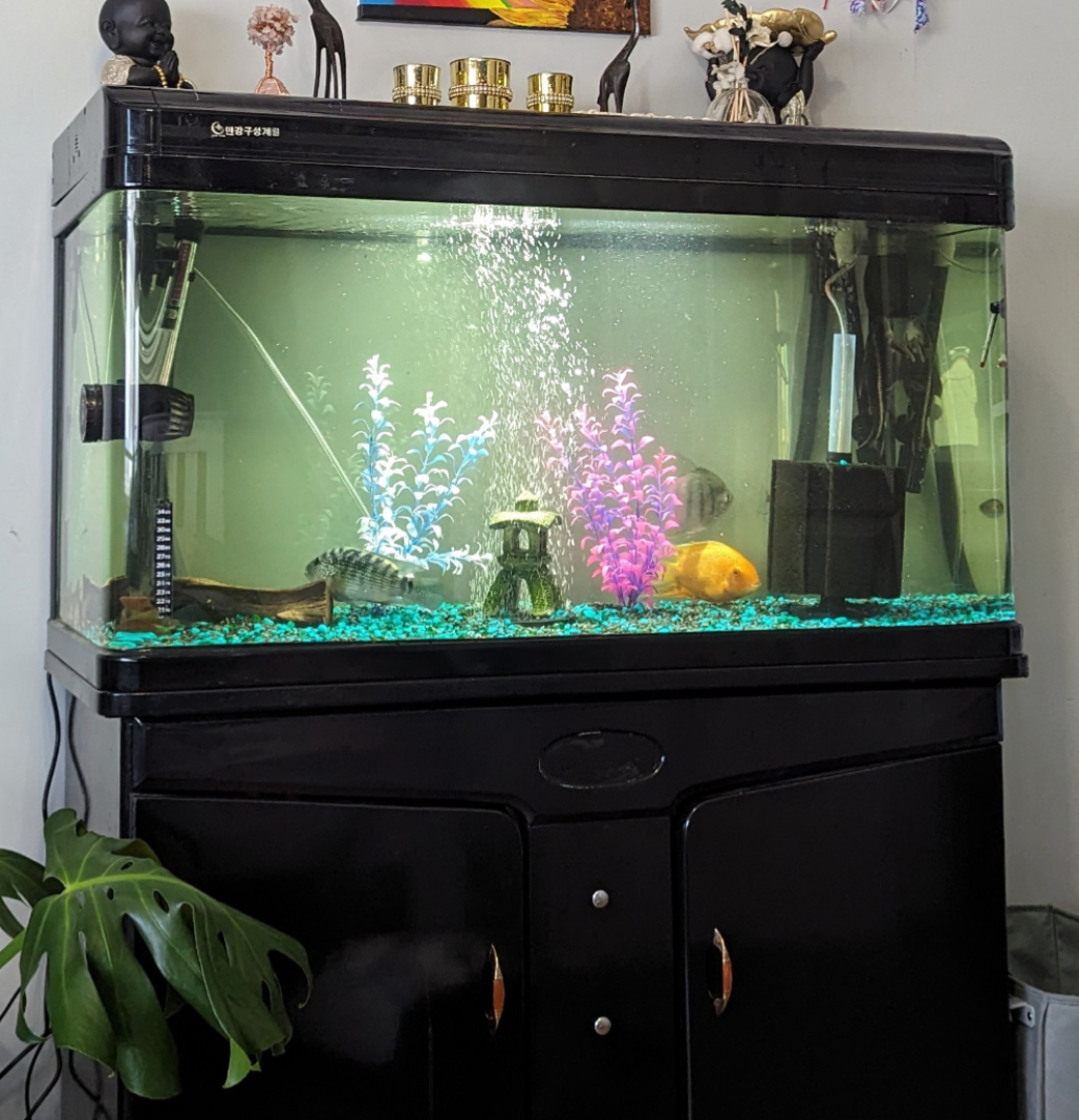 4ft Fish Tank, Complete Set-Up | Fish | Gumtree Australia Burnie Area ...