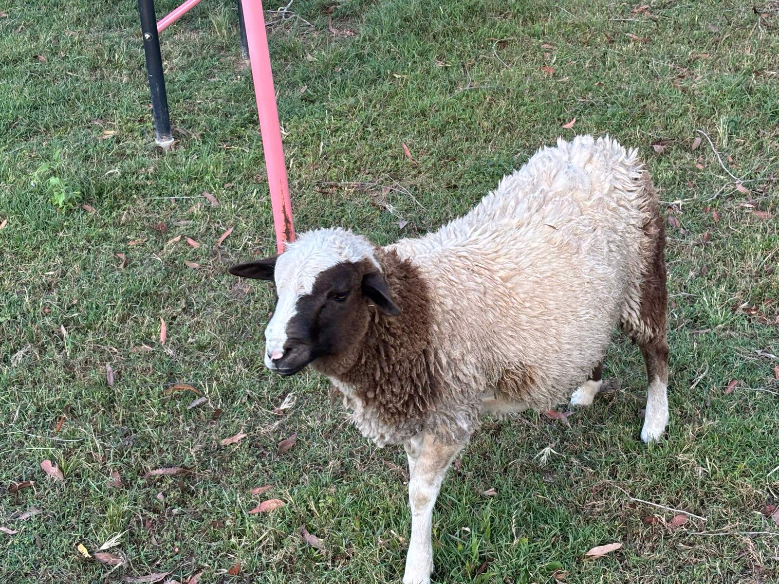 Sheep Lamb Ram Dorper x Van Rooys | Livestock | Gumtree Australia ...