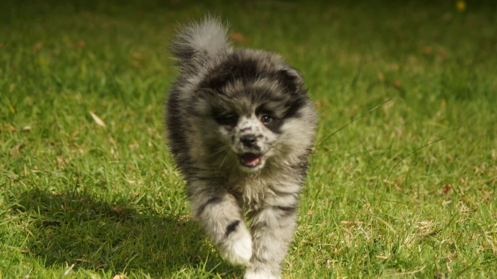 Samoyedian (Like a mini Samoyed) Rare Merle | Dogs & Puppies | Gumtree ...