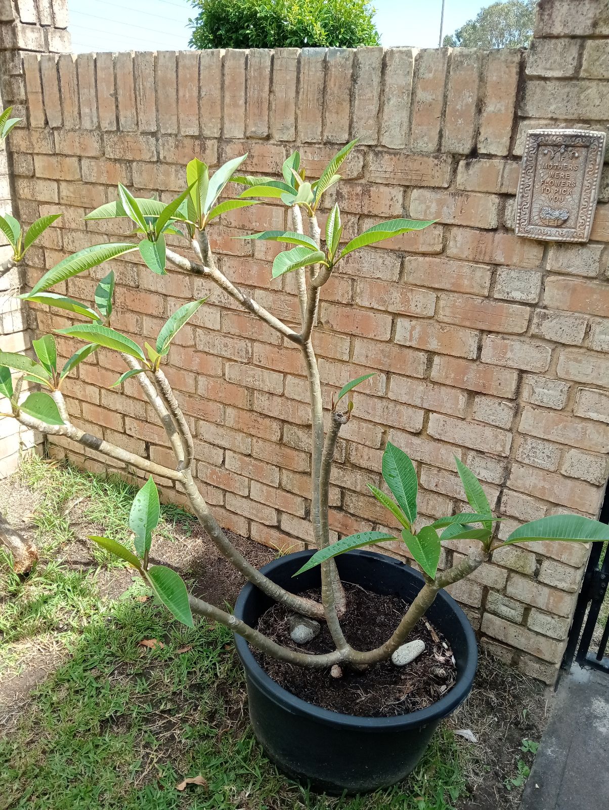 frangipani tree pink in colour - Plants in Warabrook NSW | Gumtree ...