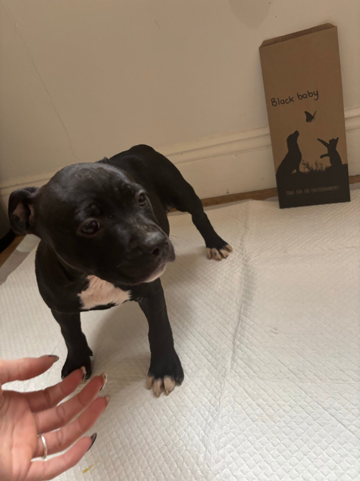 4 staffshire pups Available for there forever homes | Dogs & Puppies ...