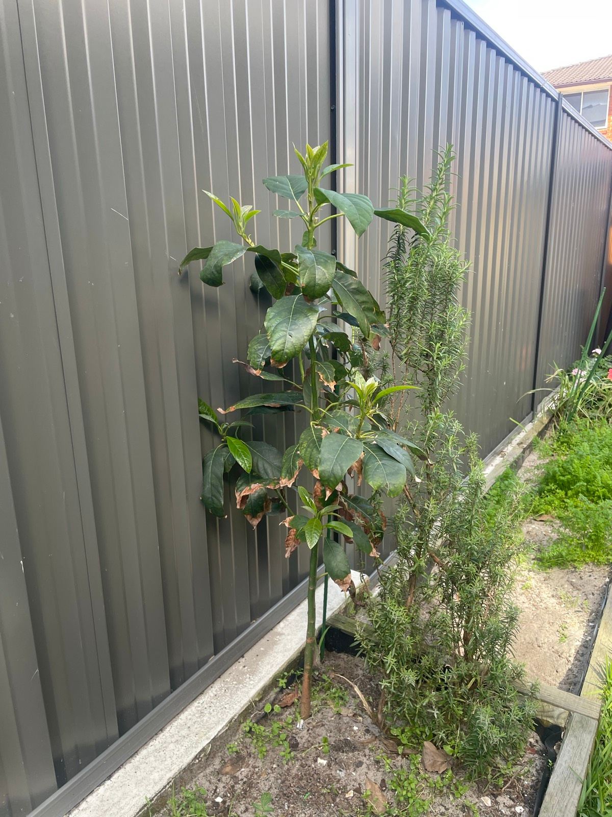 Young Avocado tree - Plants in Hillsdale NSW | Gumtree Australia