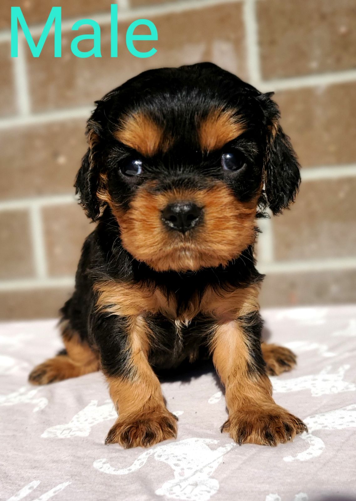 Pure Bred Cavalier King Charles Spaniel