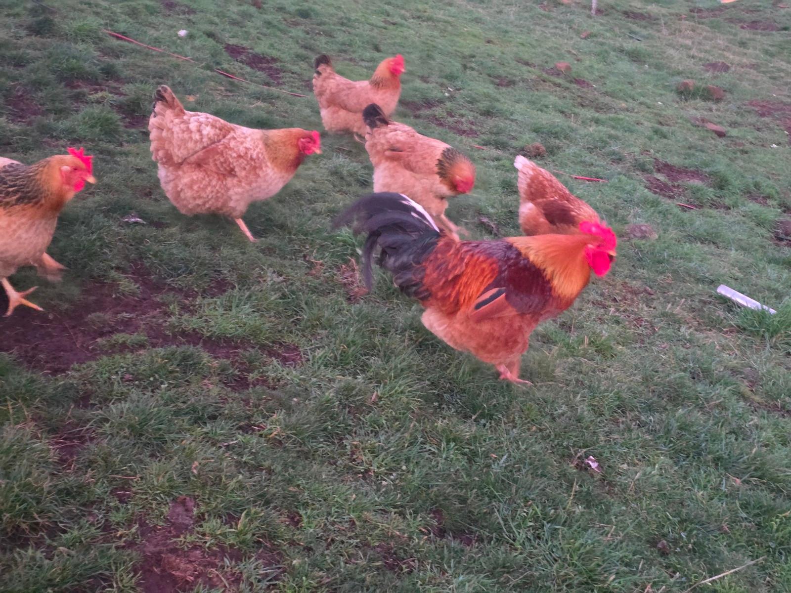 Fertile Purebred Quamby Eggs | Livestock | Gumtree Australia Meander ...