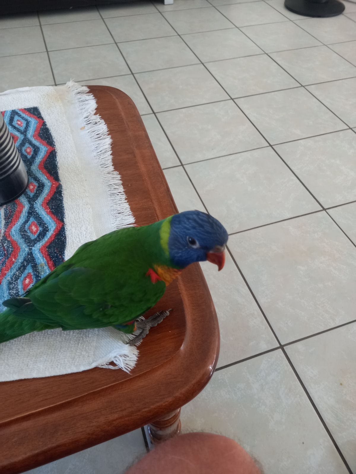 Male Pet Lorikeet | Birds | Gumtree Australia Richmond Valley - Evans ...