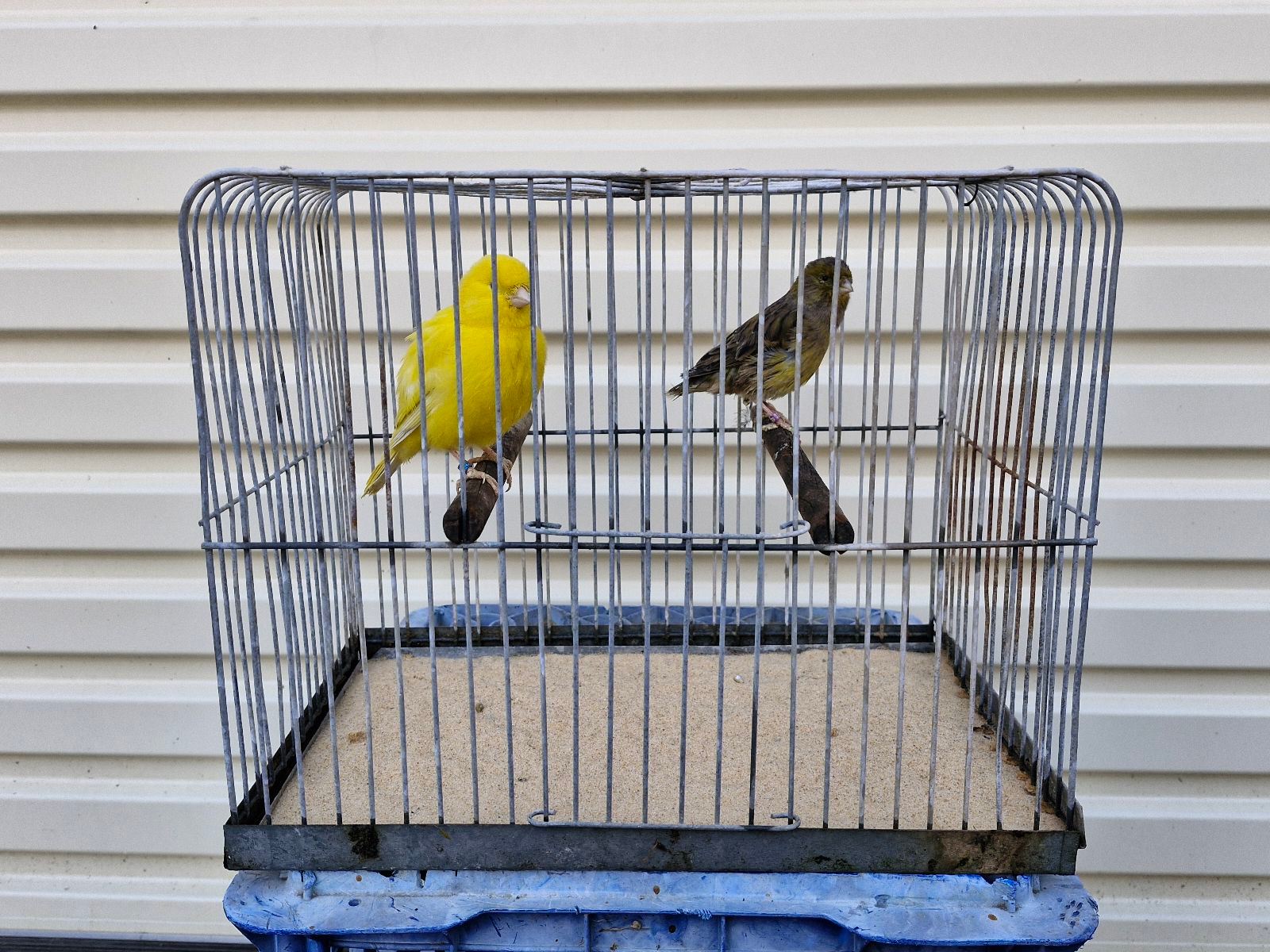 Breeding Pairs of Canaries | Birds | Gumtree Australia Parramatta Area ...