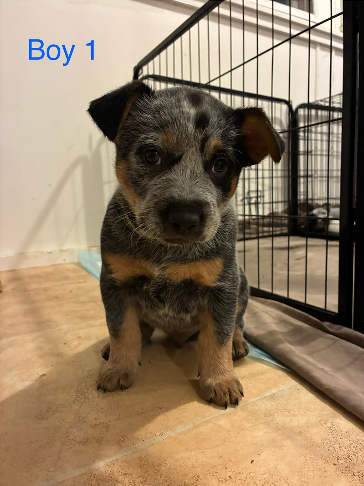 Purebred Cattle Dog Puppies | Dogs & Puppies | Gumtree Australia ...