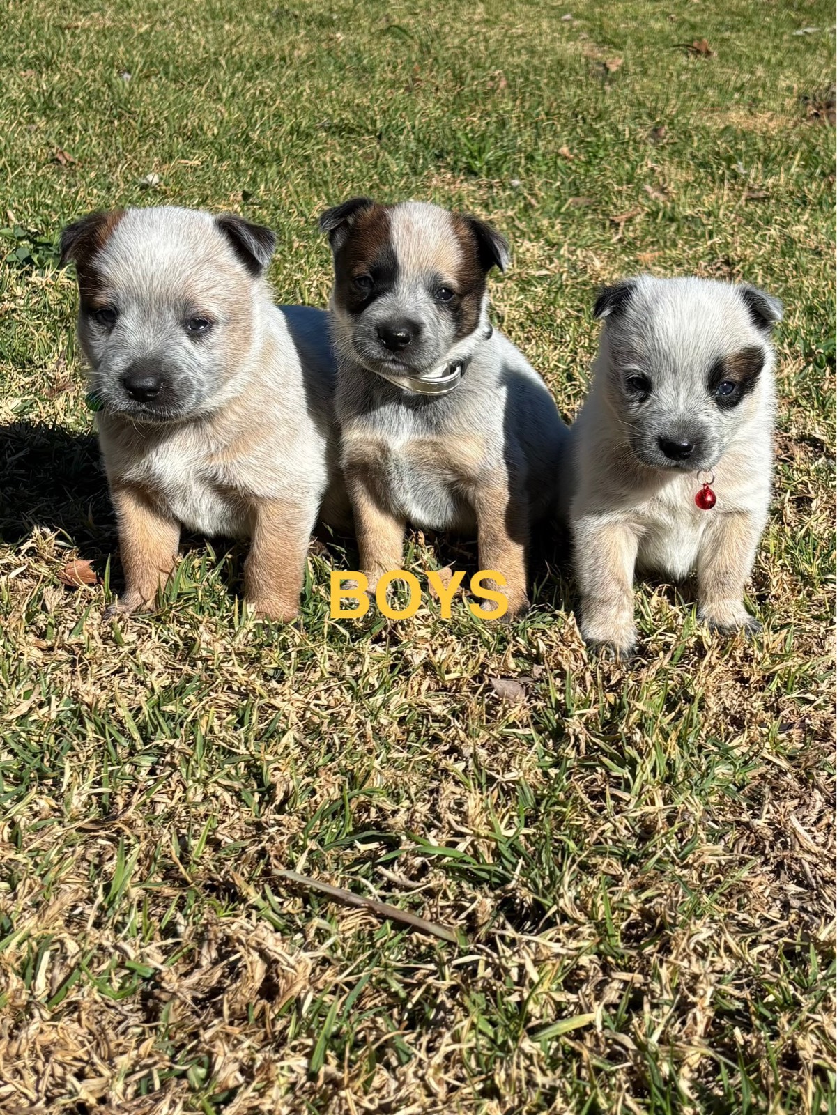 Australian cattle-dog pups | Dogs & Puppies | Gumtree Australia Parkes ...