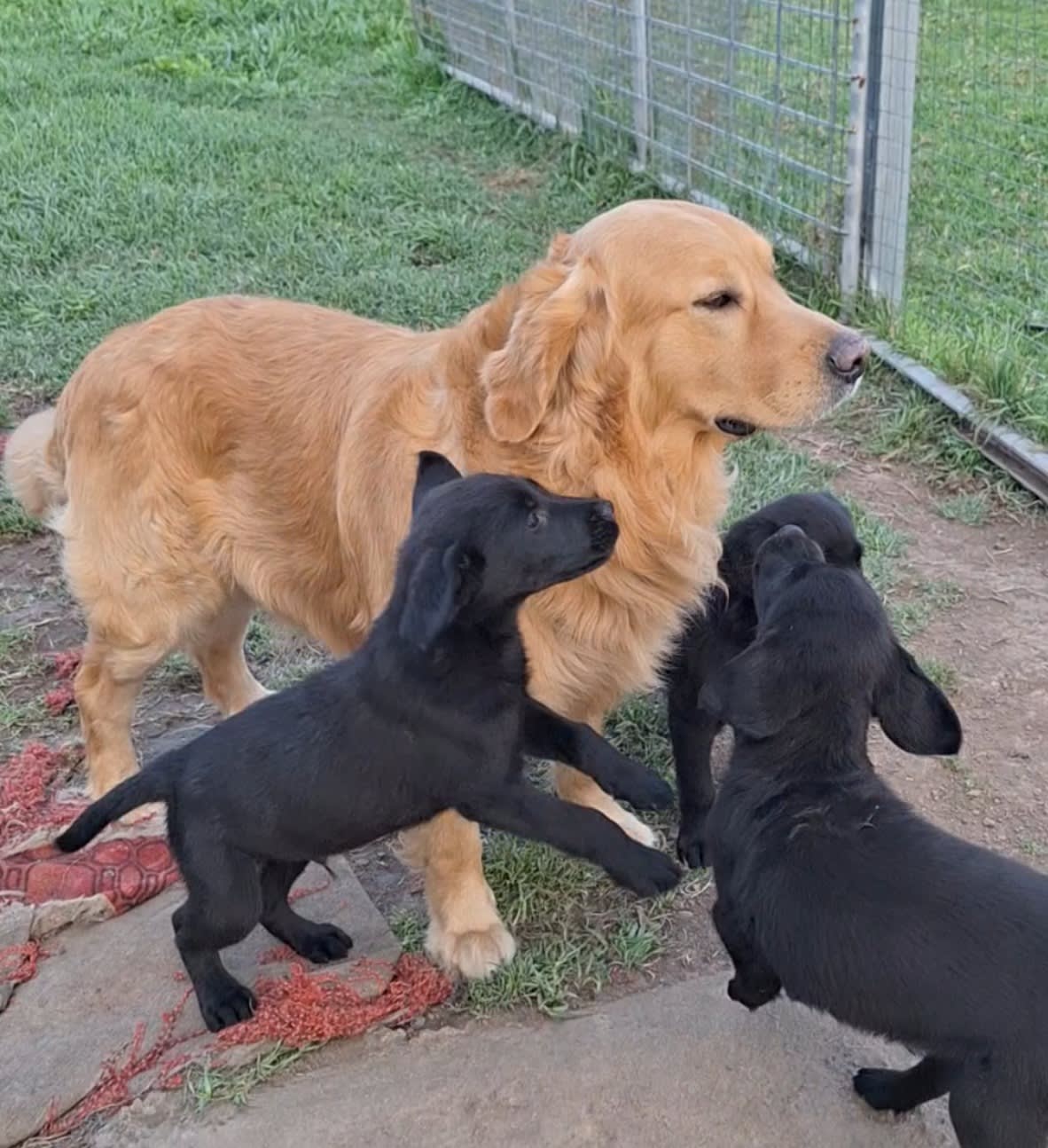 GOLDEN RETRIEVER X LABRADOR | Dogs & Puppies | Gumtree Australia ...