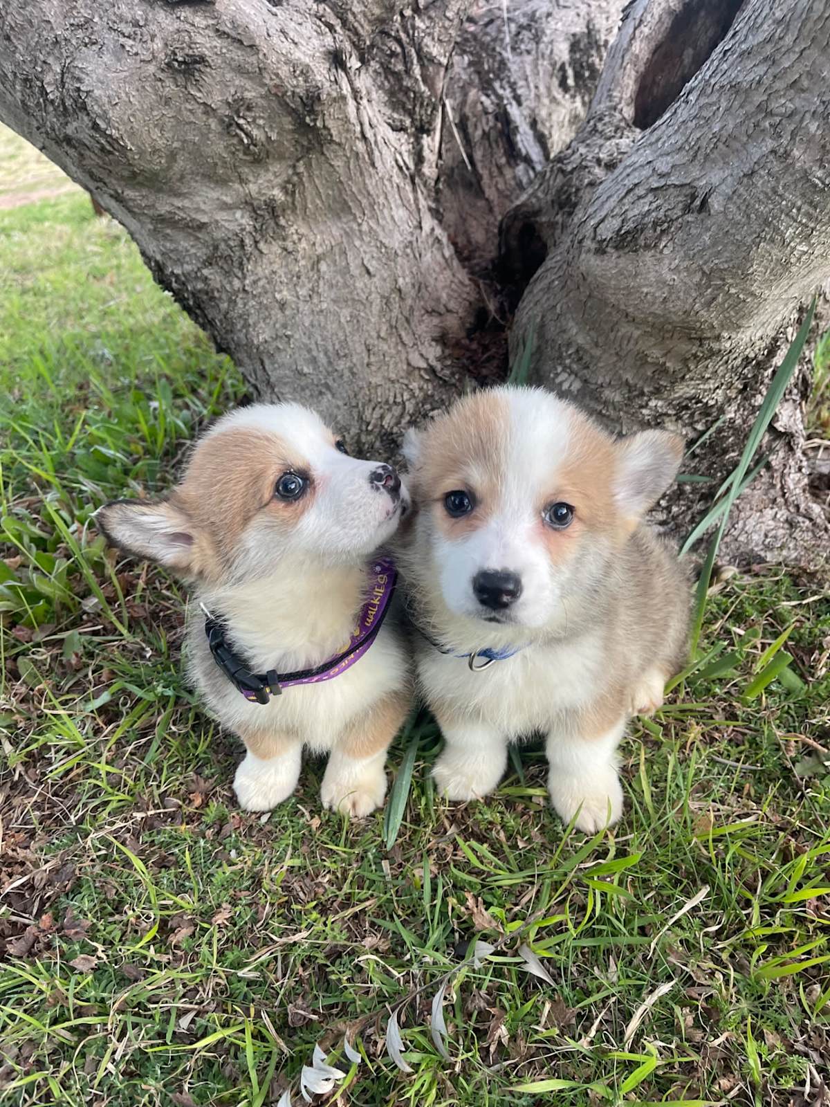 Pure bred welsh Pembroke corgi boy looking for his forever home now ...