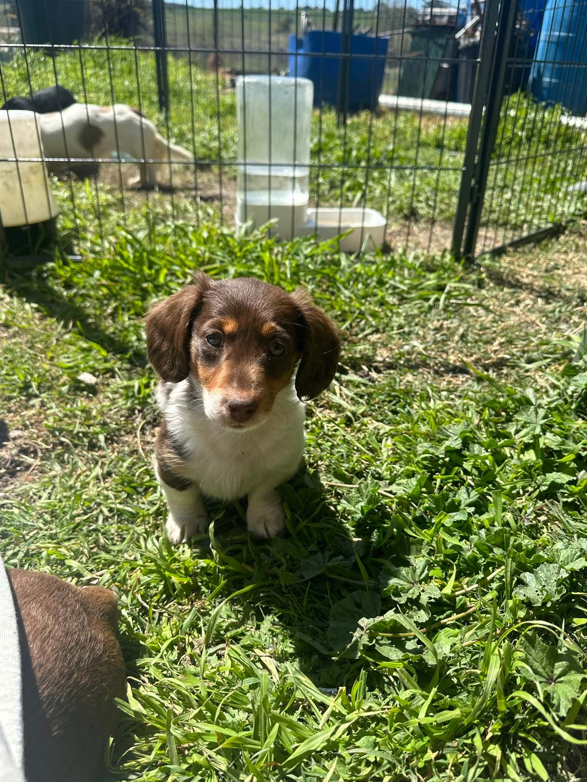 Miniature dachshund Ready to go now | Dogs & Puppies | Gumtree ...