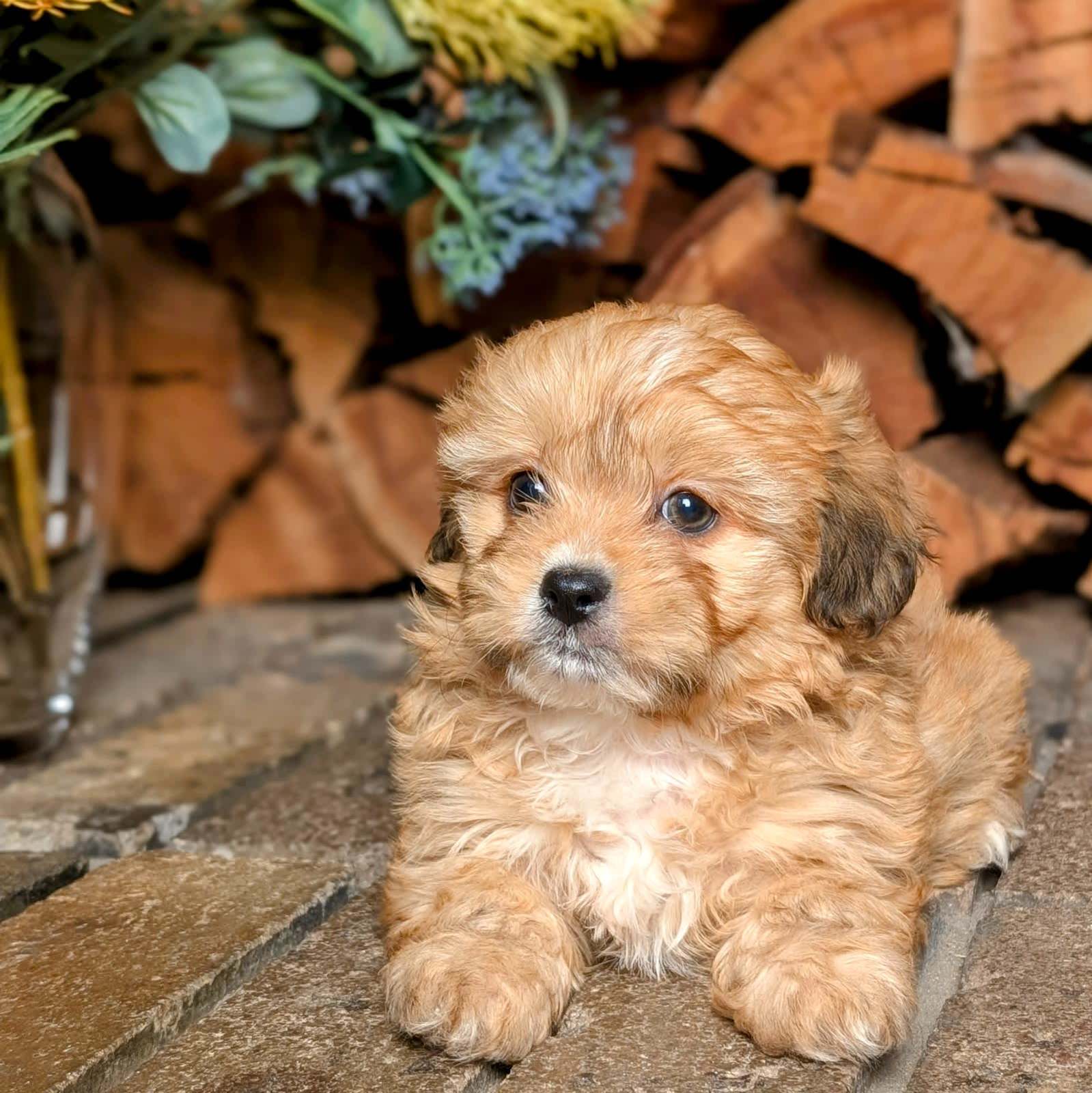 Adorable Female Shoodle Puppy (Shih Tzu X Toy Poodle) | Dogs & Puppies ...