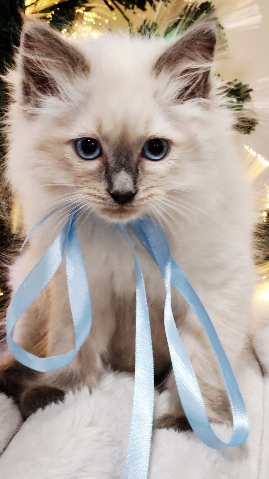 Pure-bred ragdoll kittens | Cats & Kittens | Gumtree Australia Logan ...