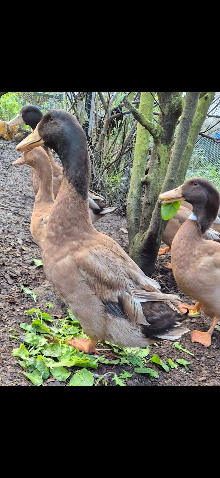 Buff Orpington Drakes, Roosters, Chicks, Turkey hens, Pullets | Birds ...