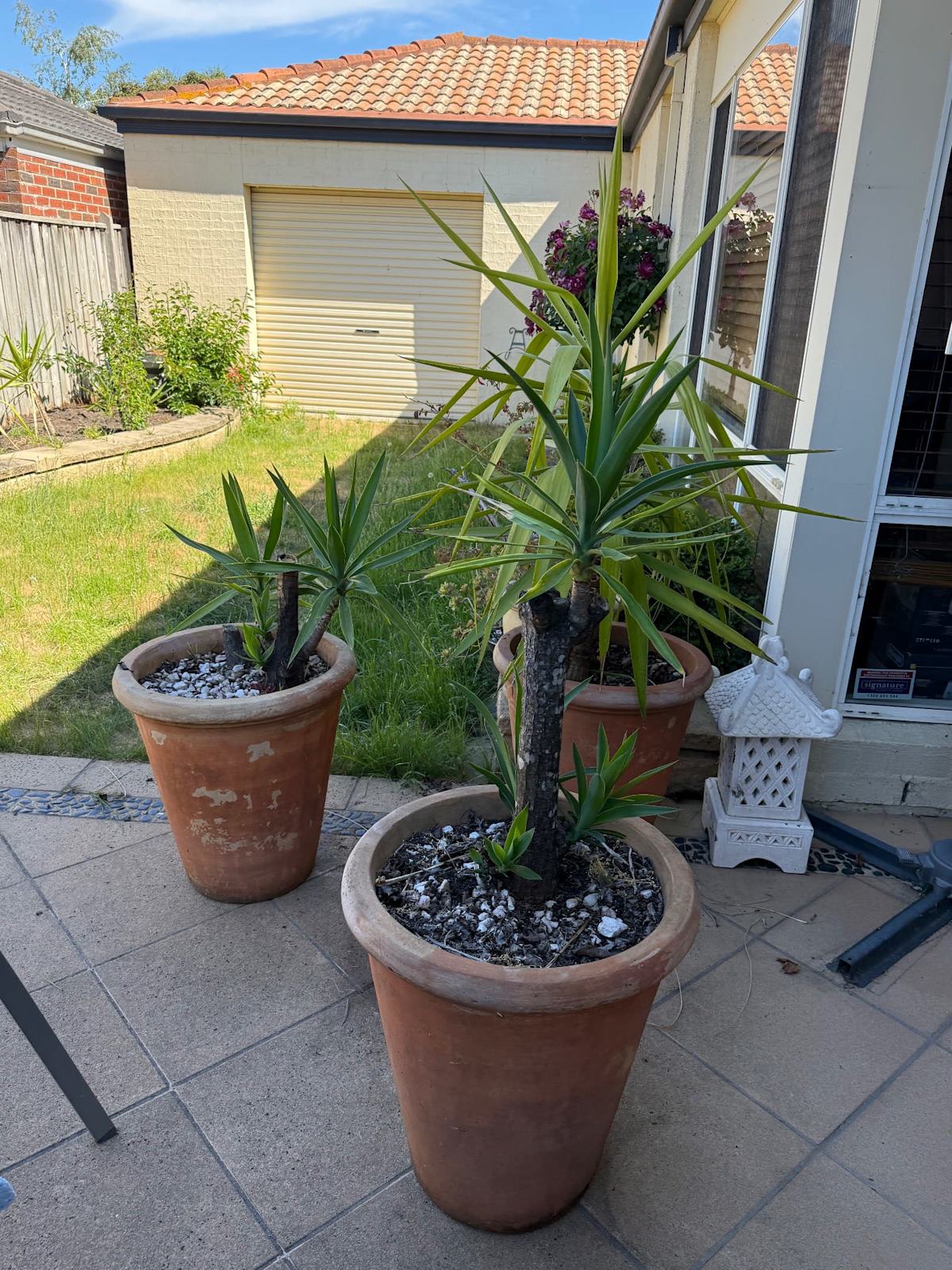 Yuccas in 58cm Terracotta Pots - Plants in Rowville VIC | Gumtree Australia