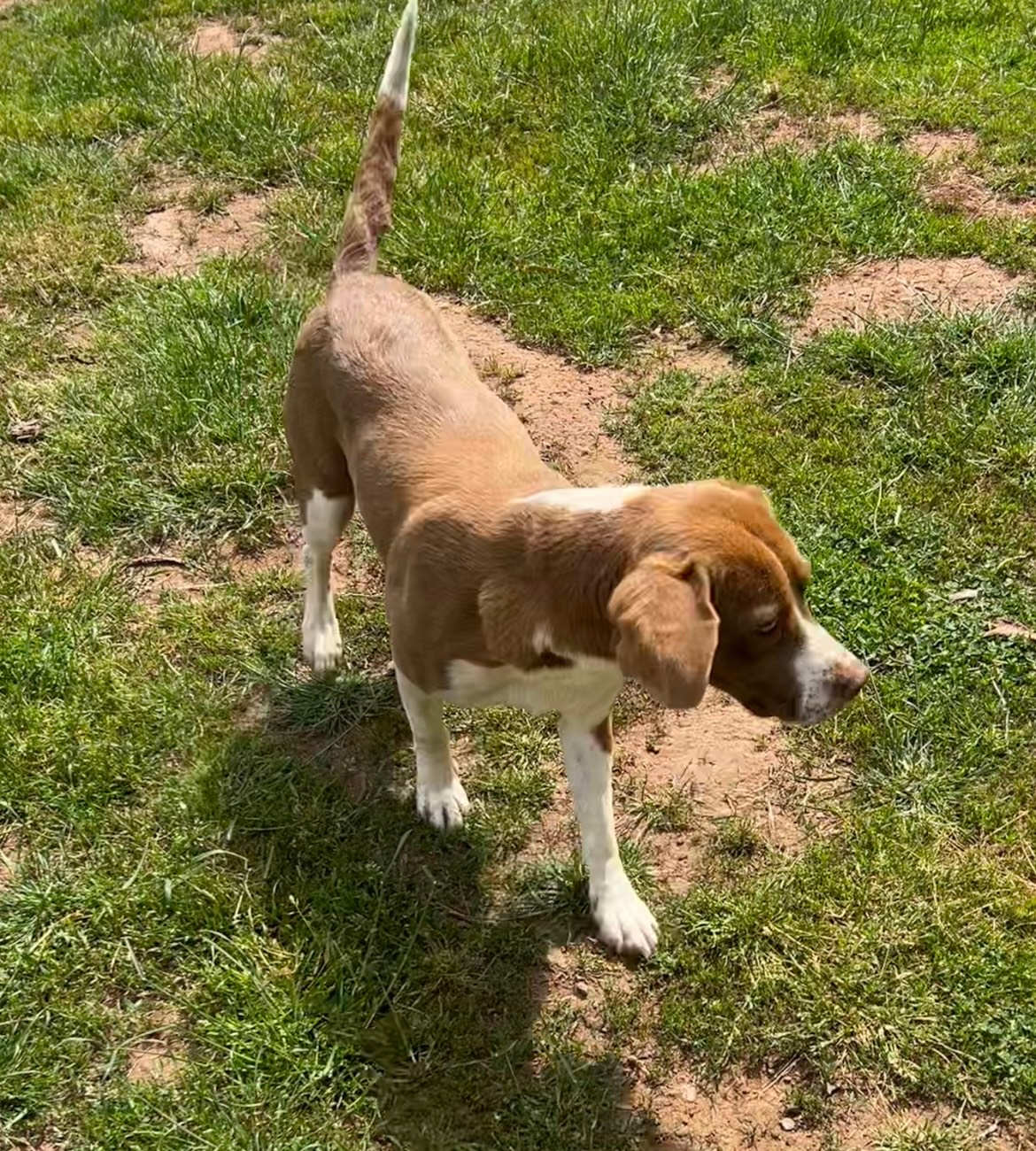 Beagle cross springer spaniel | Dogs & Puppies | Gumtree Australia ...