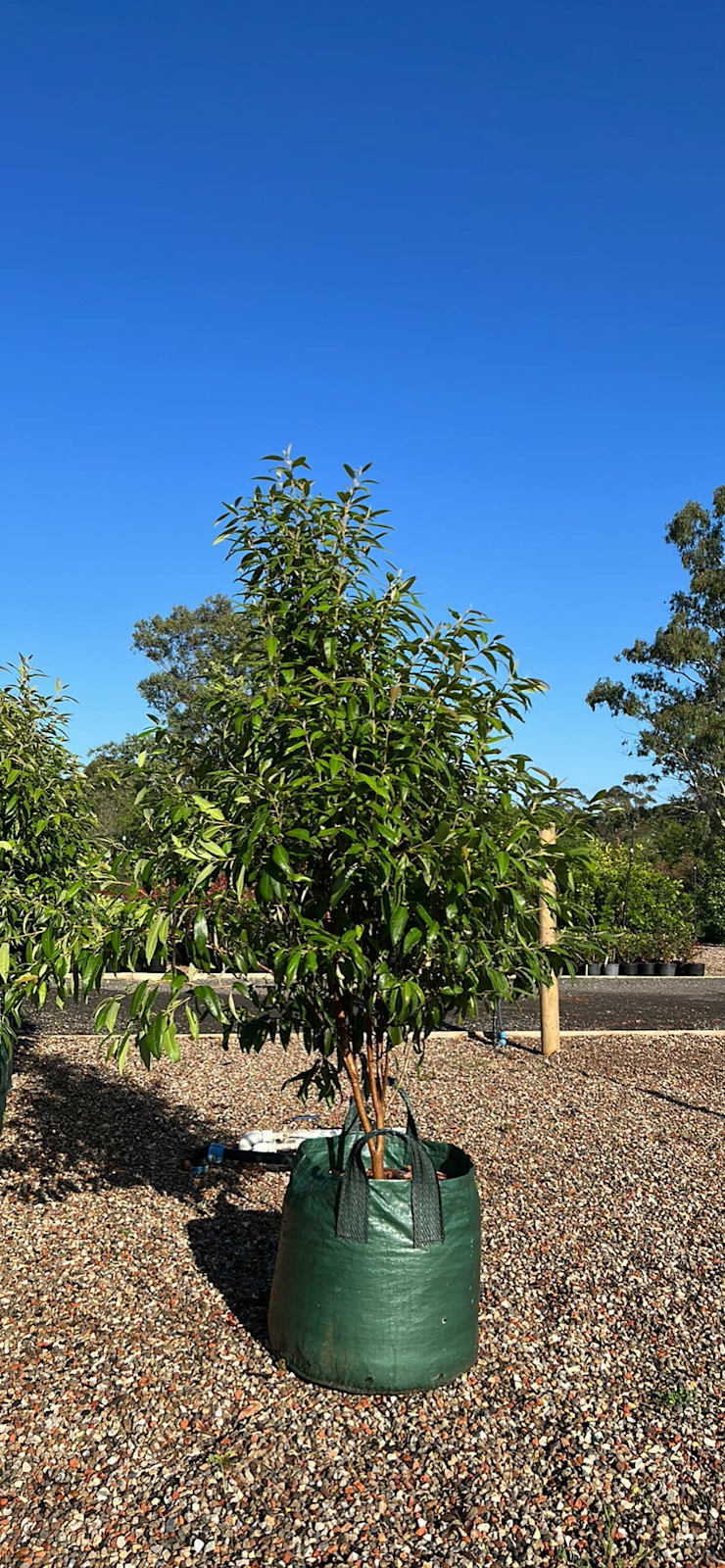 Backhousia Citriodora ‘Lemon Myrtle’ Tree in 75L Bag For Sale - Plants ...
