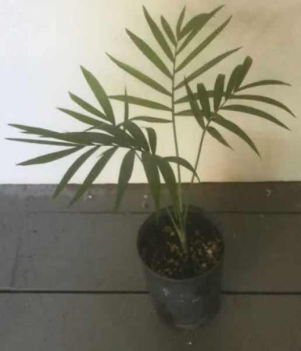 Parlour palm seedlings - Plants in Oxley QLD | Gumtree Australia