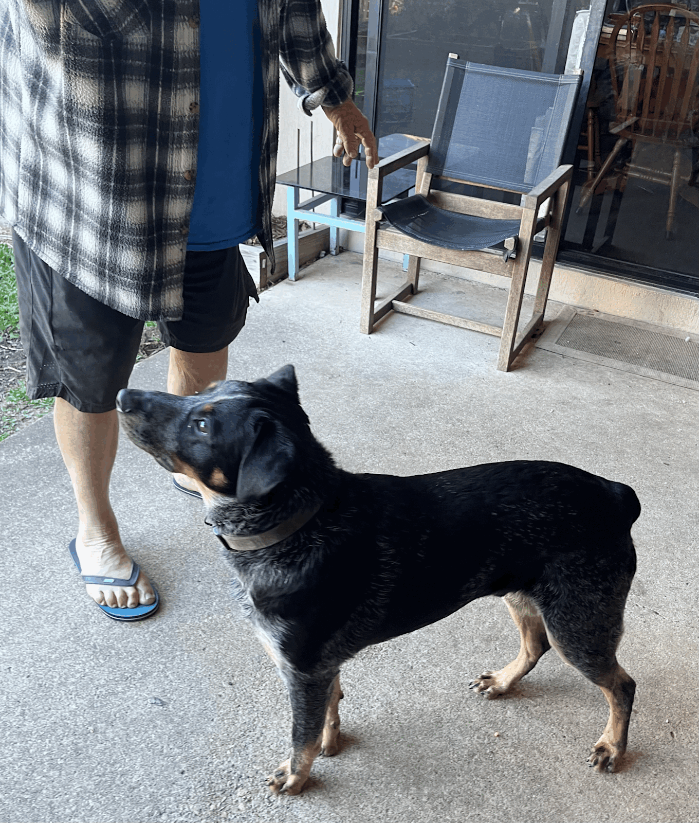 Blue Heeler -Smithfield Stumpy Tail | Dogs & Puppies | Gumtree ...