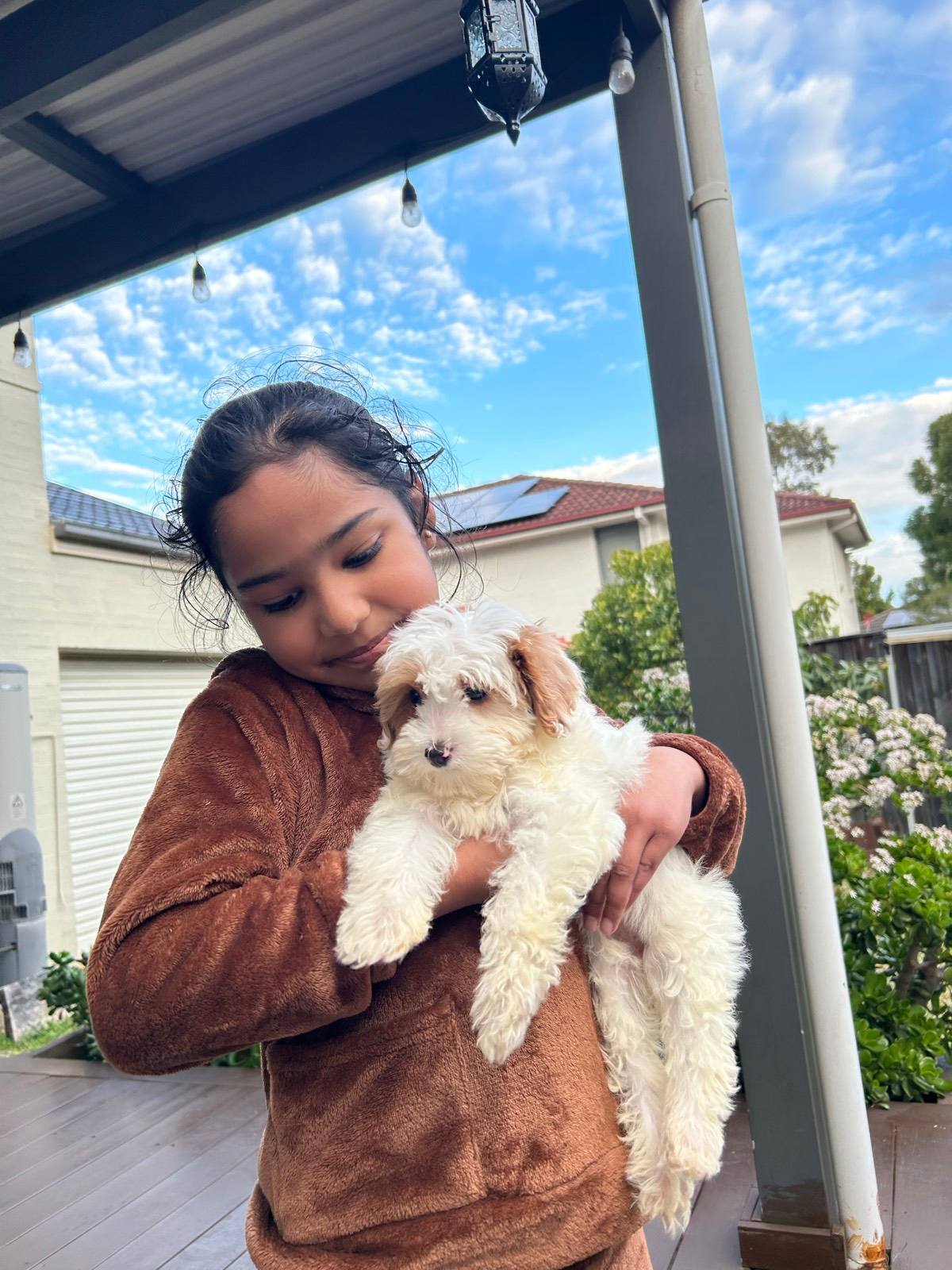 Pet available have to sell to go overseas