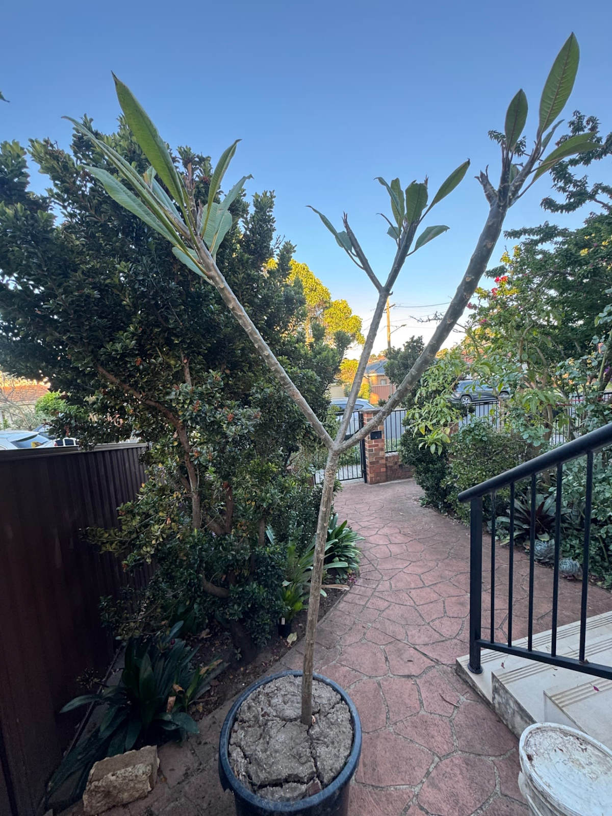 Frangipani tree over 2m - Plants in Hurstville NSW | Gumtree Australia