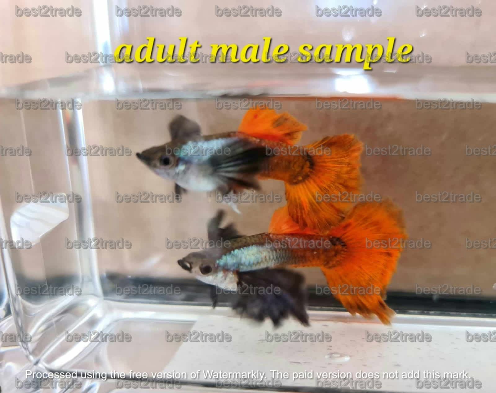 Platinum Red Tail Dumbo Ear / Long Fin Albo Bristlenose / Medaka Fish ...