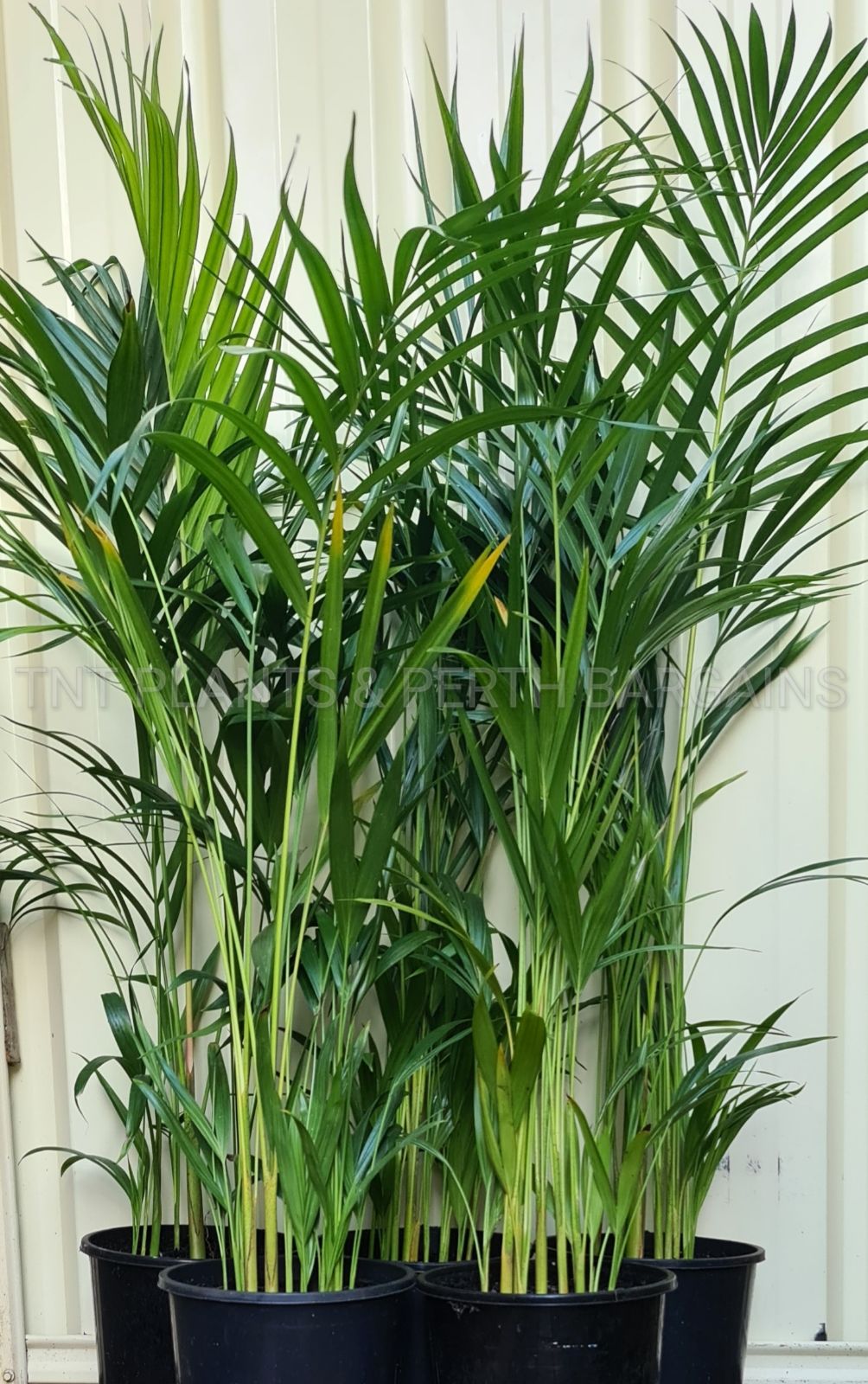 Multiplanted Golden Cane Palm Plants Perth 5L - Plants in Landsdale WA ...