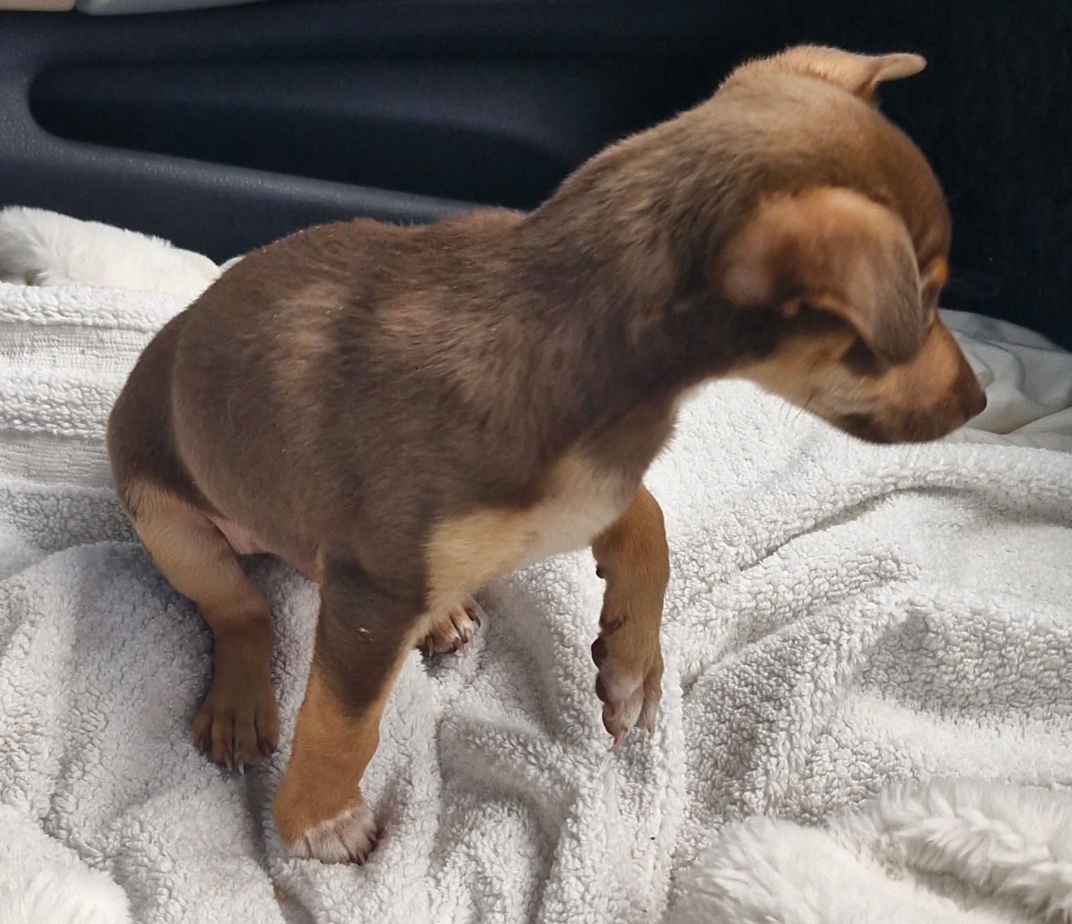 Chocolate tri colour mini foxy x jack russell | Dogs & Puppies ...