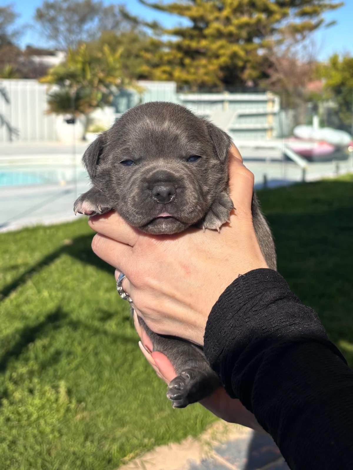 Blue Staffy puppies from show dog pedigree Grandparents | Dogs ...