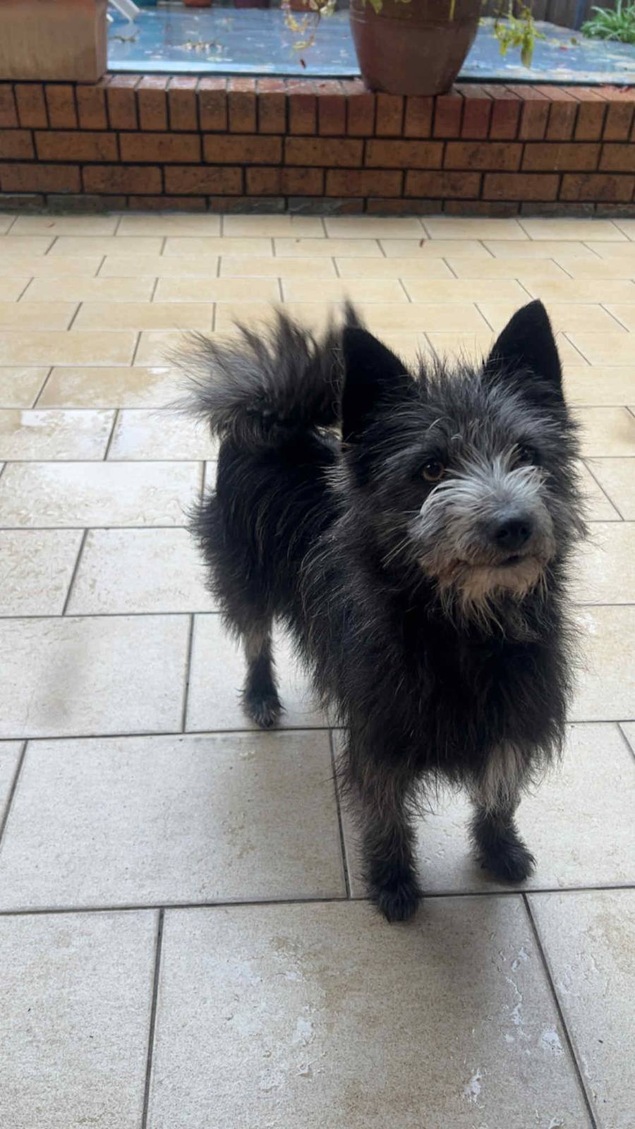 Dog 10 months old | Dogs & Puppies | Gumtree Australia Fairfield Area ...