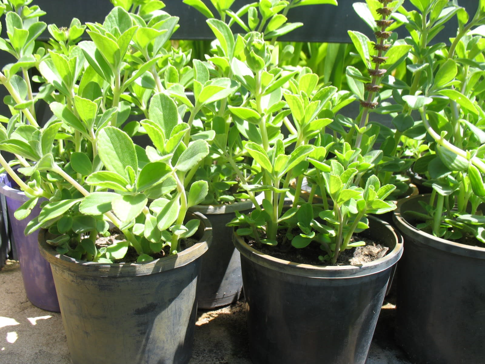 Potted dogbane plants for sale, buy 10 get 1 free - Plants in ...