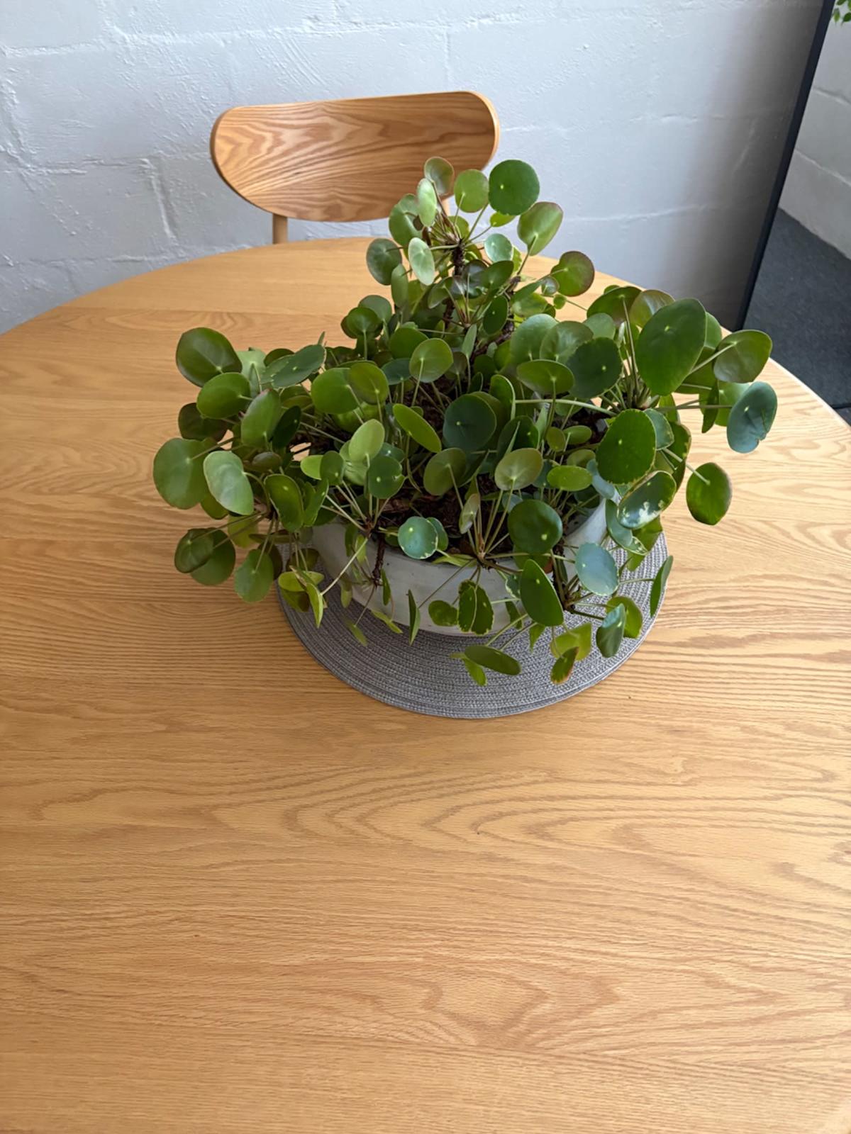 Chinese money plant and papaya pot 28cm, saucer included - Plants in ...