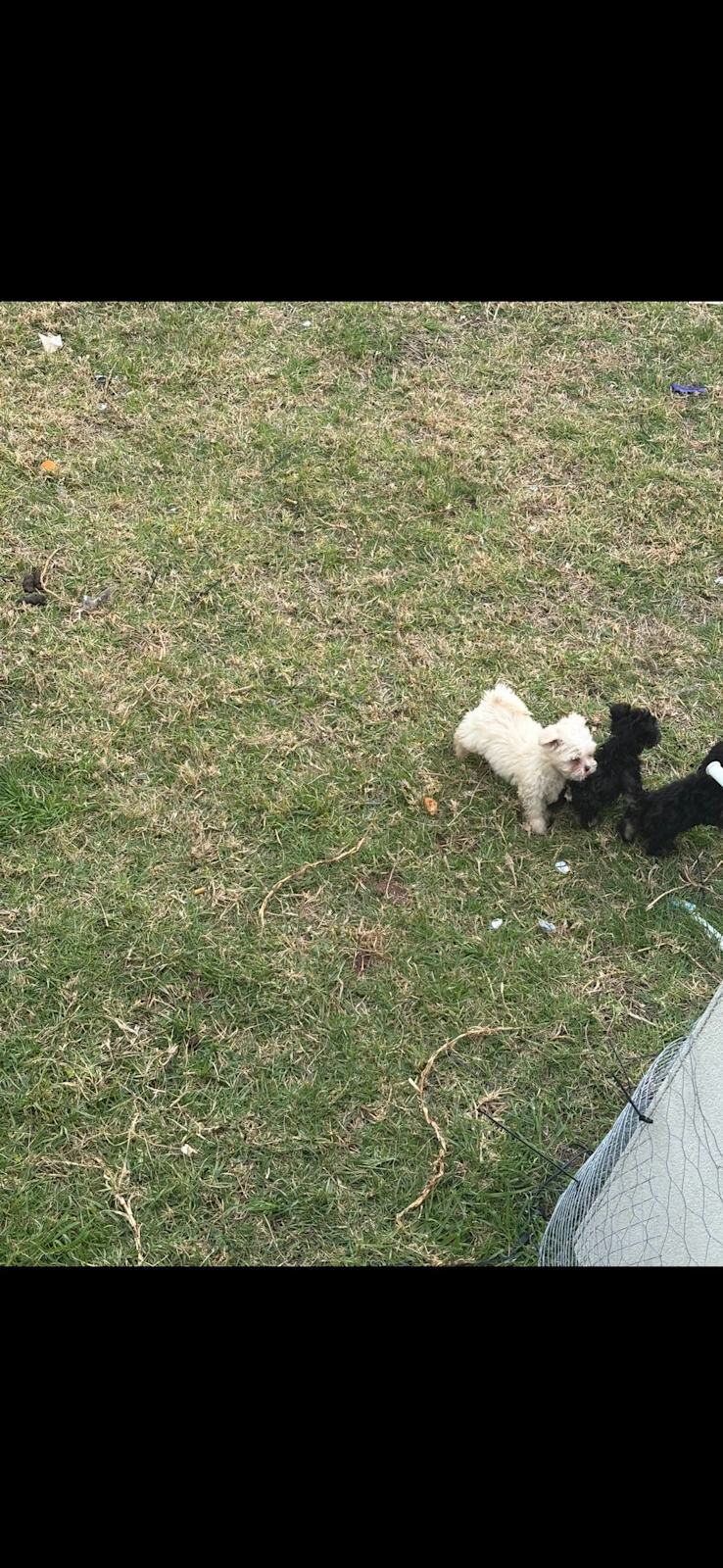 Puppies for sale | Dogs & Puppies | Gumtree Australia Latrobe Valley ...