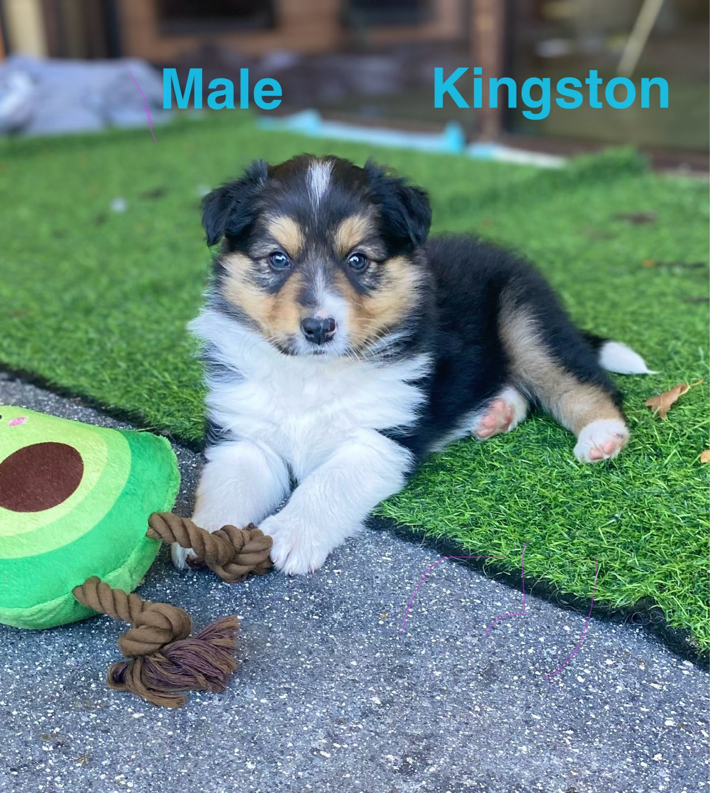 Buff Collie Puppies (Rough Collie x border collie) | Dogs & Puppies ...