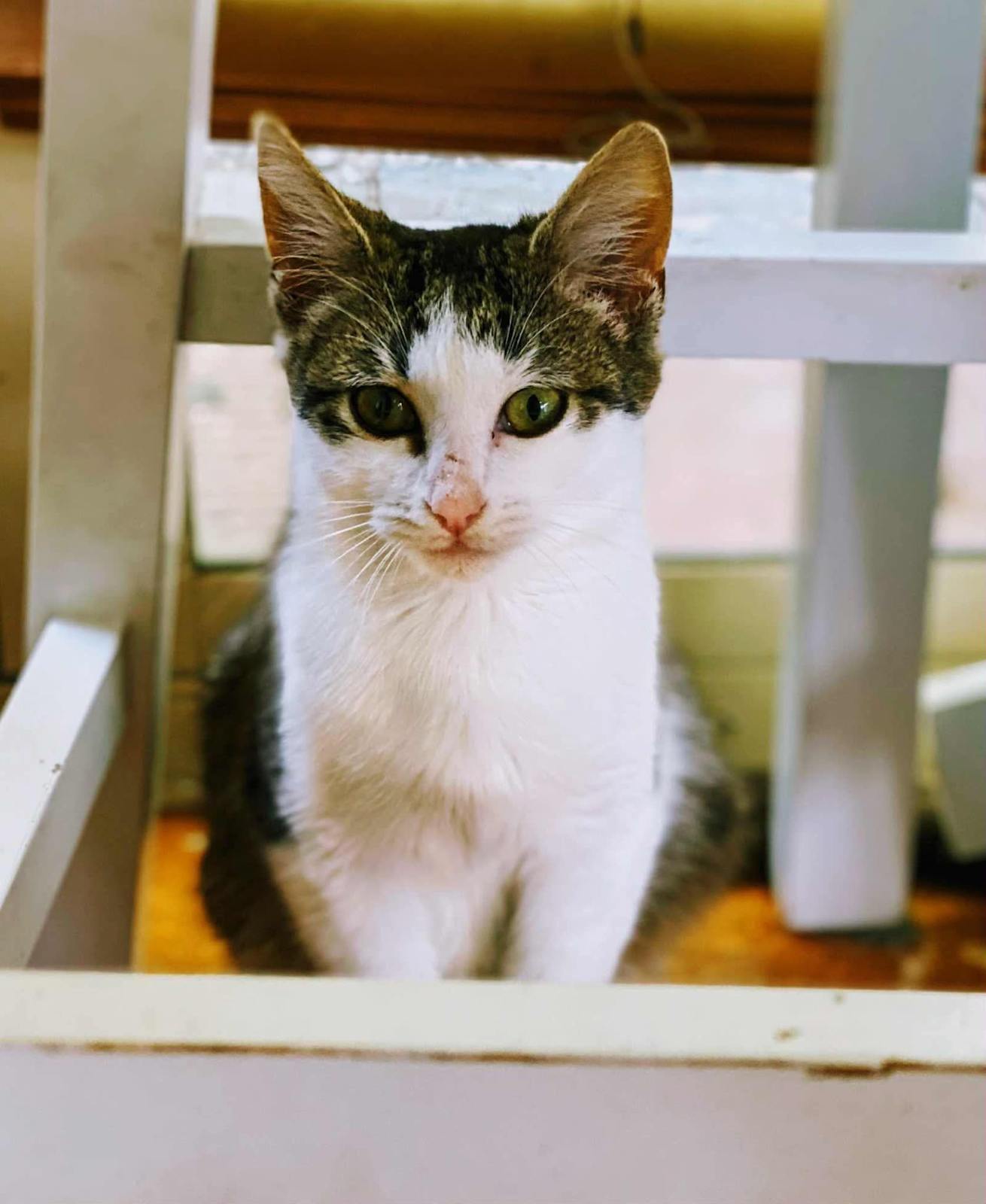 Mog rescue kitten SK7070 vetwork included | Cats & Kittens | Gumtree ...