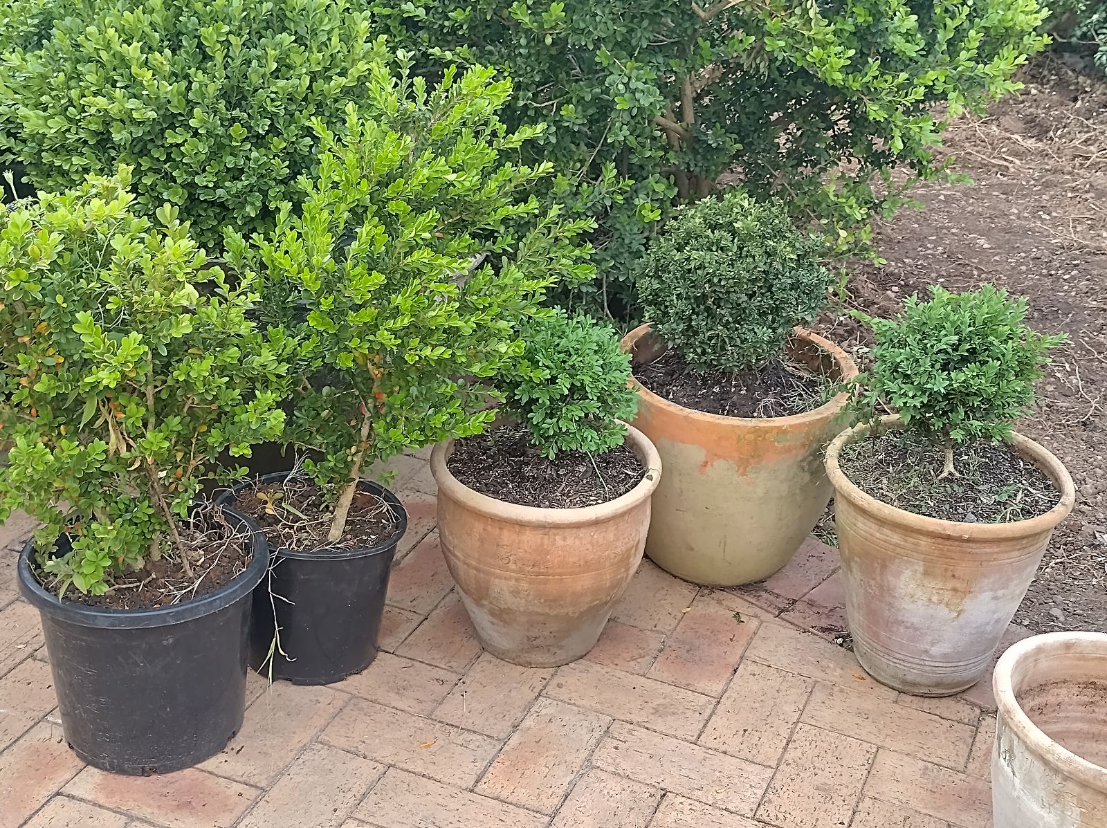 English and Japanese box plants bulk for sale, empty pots included
