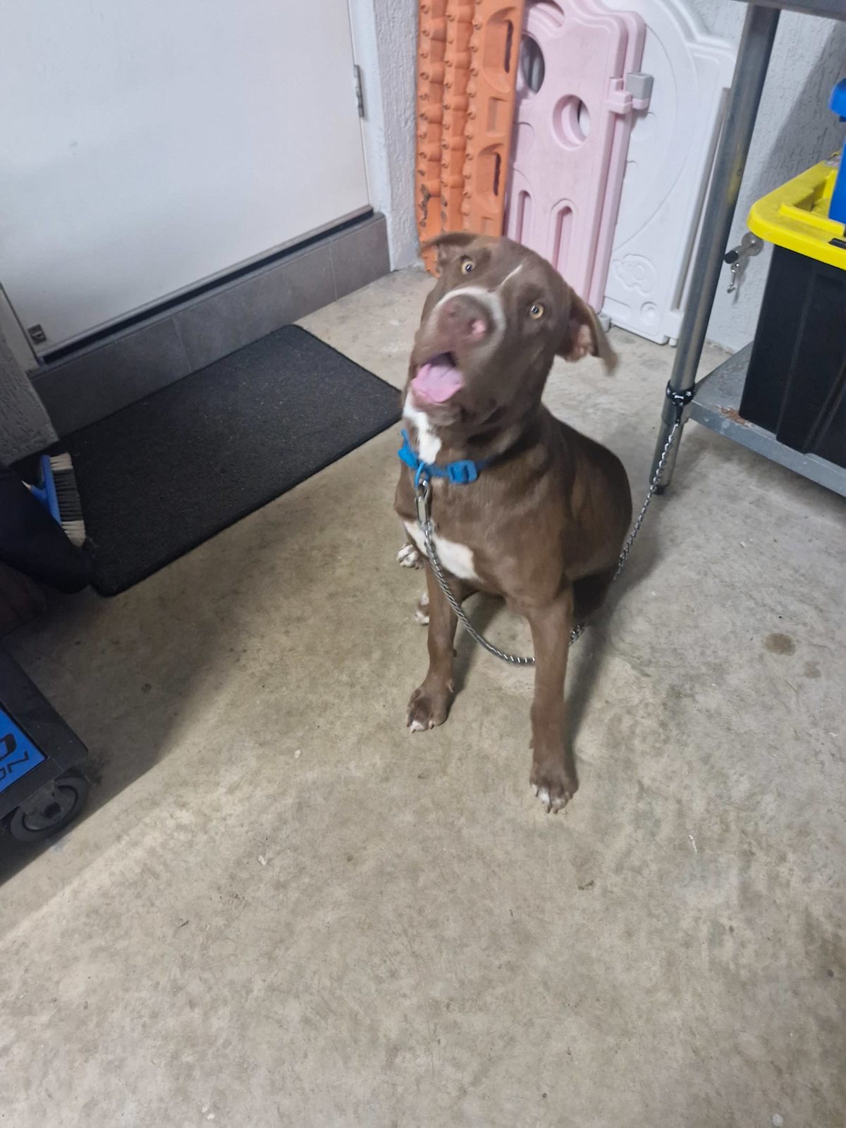 Dog - Male - 9 months Old | Dogs & Puppies | Gumtree Australia Darwin ...