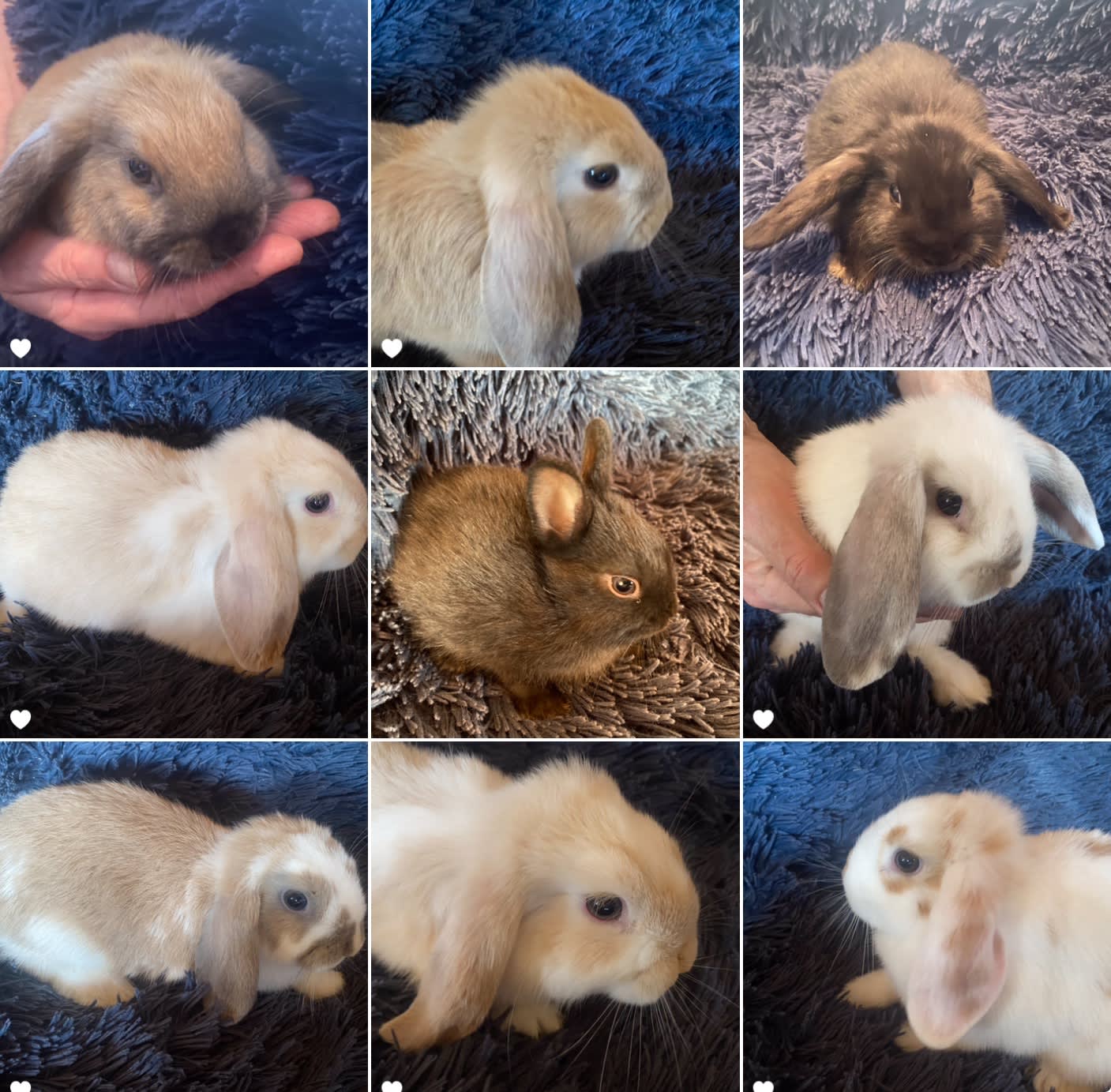️ 😁 BUNNY ZOO - OPEN - EVERY COLOUR. READ AD | Rabbits | Gumtree ...
