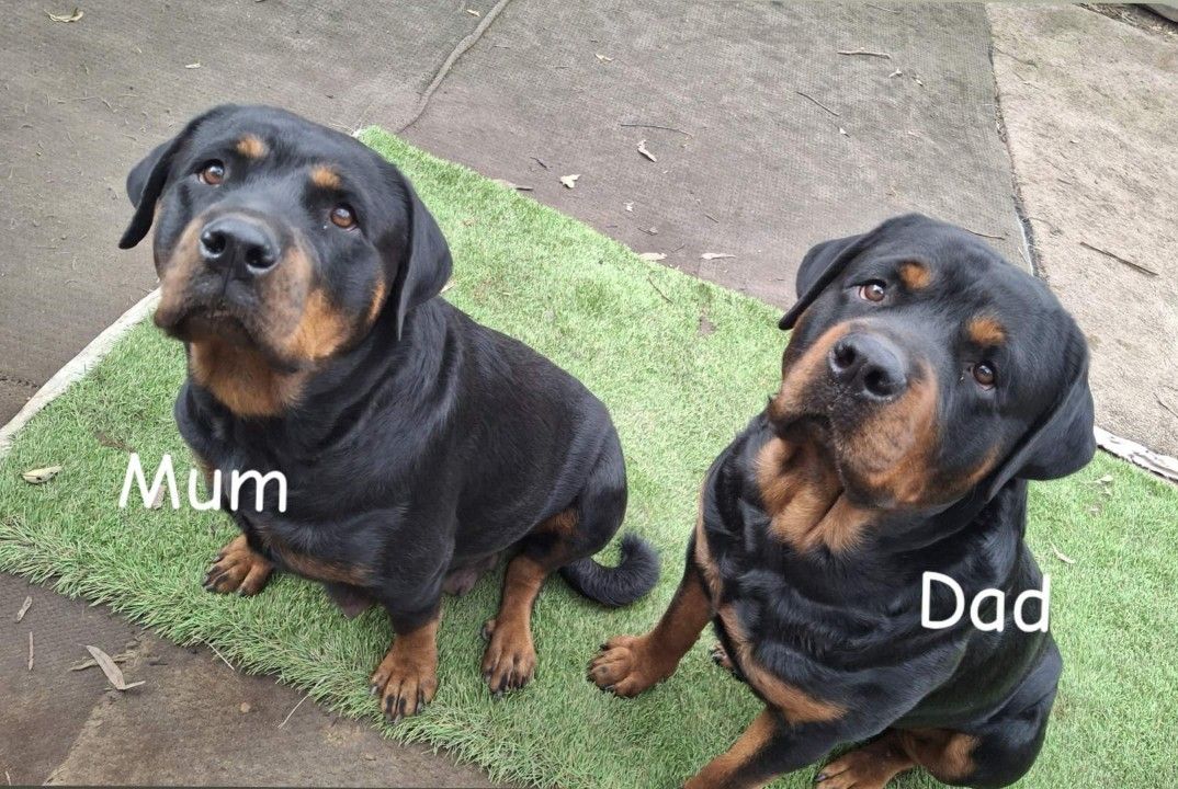 Pure Bred German Rottweiler Puppies For Sale!