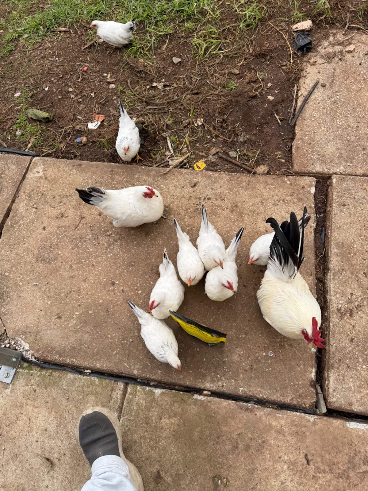 Babay chicken Japanese Bantam | Other Pets | Gumtree Australia ...