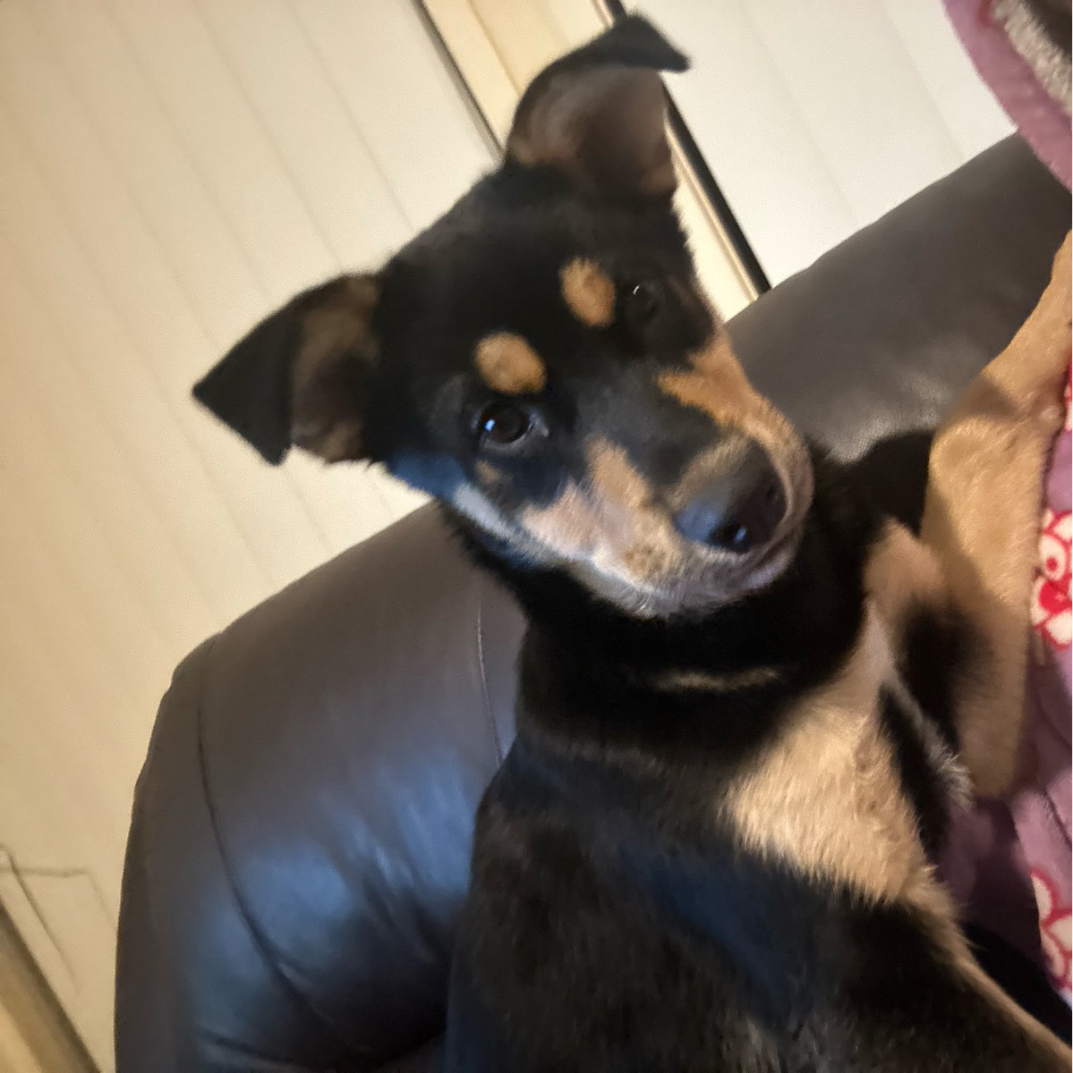 Rottweiler x Husky 7 months old | Dogs & Puppies | Gumtree Australia ...
