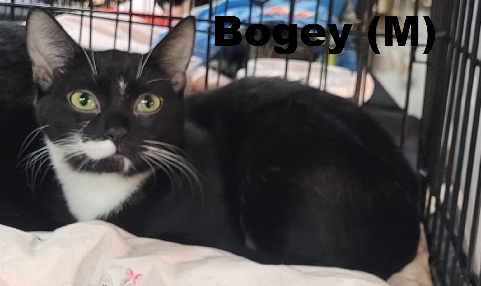 Bogey Rescue Male Junior Cat | Cats & Kittens | Gumtree Australia ...