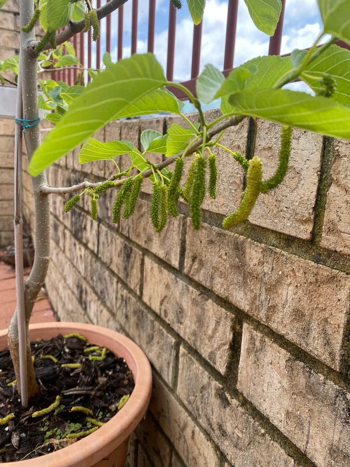 King White Shatoot Mulberry 1.8m (Dwarf) - Plants in Canning Vale WA ...