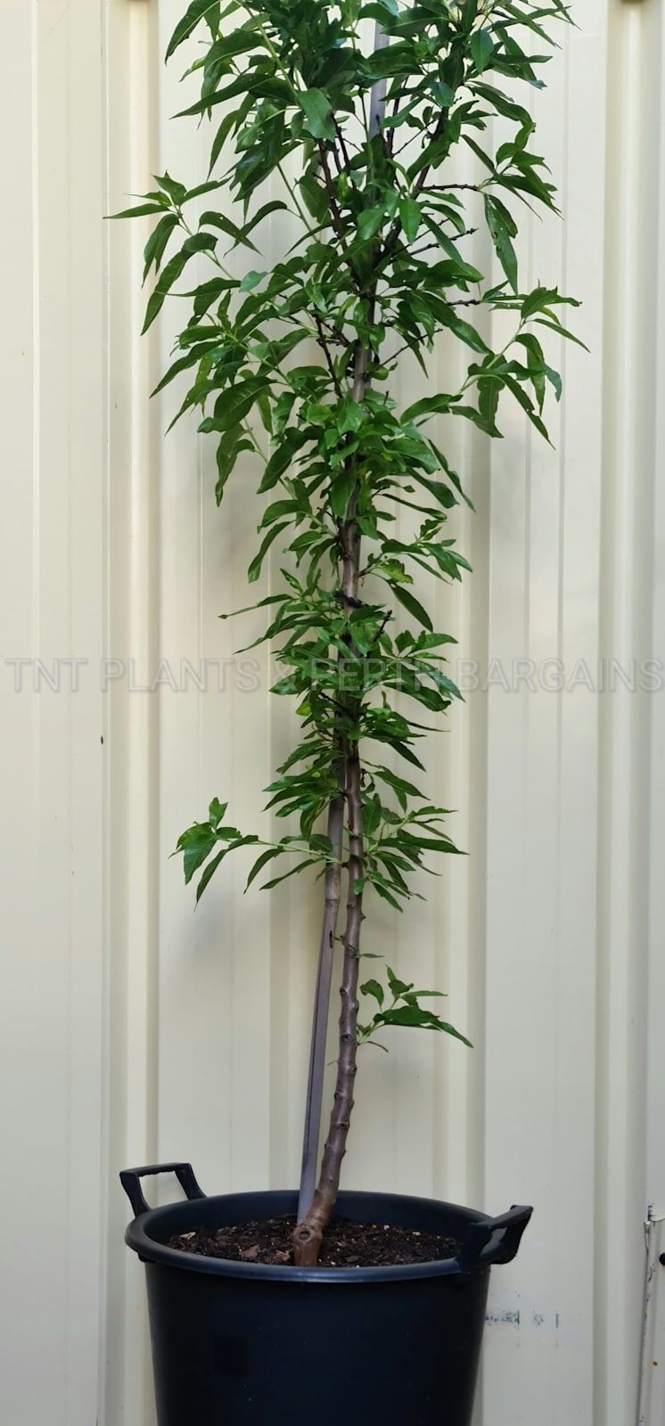 Mature Dwarf Self Pollinating Almond Nuts Fruit Tree Plants - Plants in ...