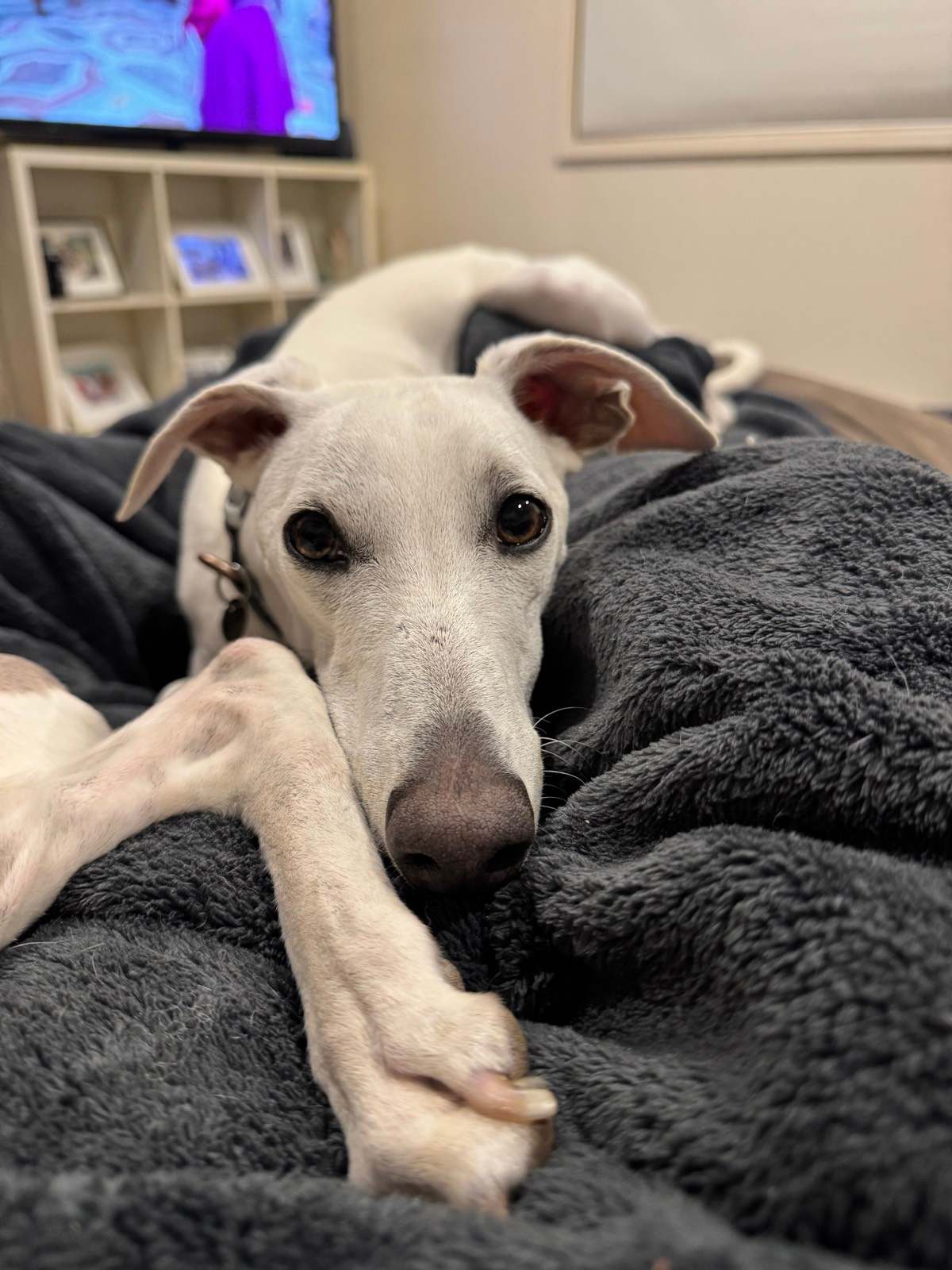 Rehome- Our Beautiful Vinny | Dogs & Puppies | Gumtree Australia ...