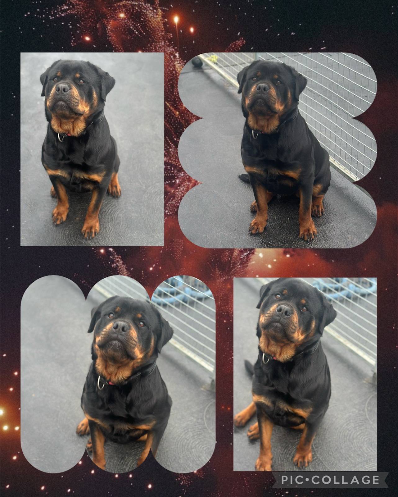 ANKC pedigree female Rottweiler | Dogs & Puppies | Gumtree Australia ...