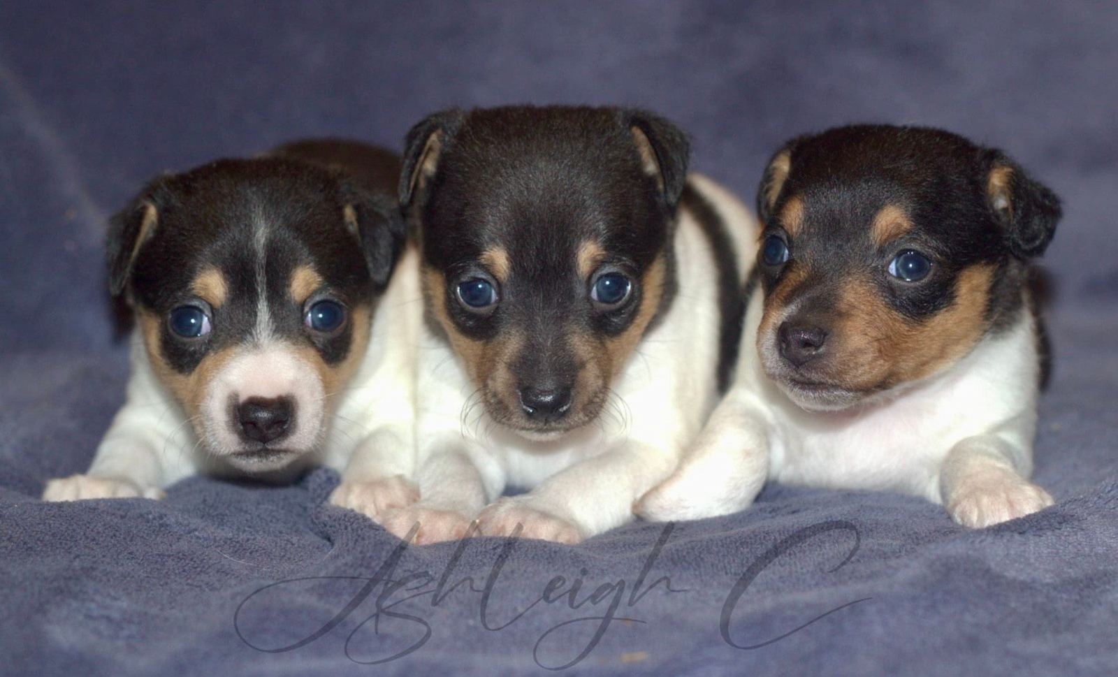 Mini miniature foxie foxy | Dogs & Puppies | Gumtree Australia Ipswich ...